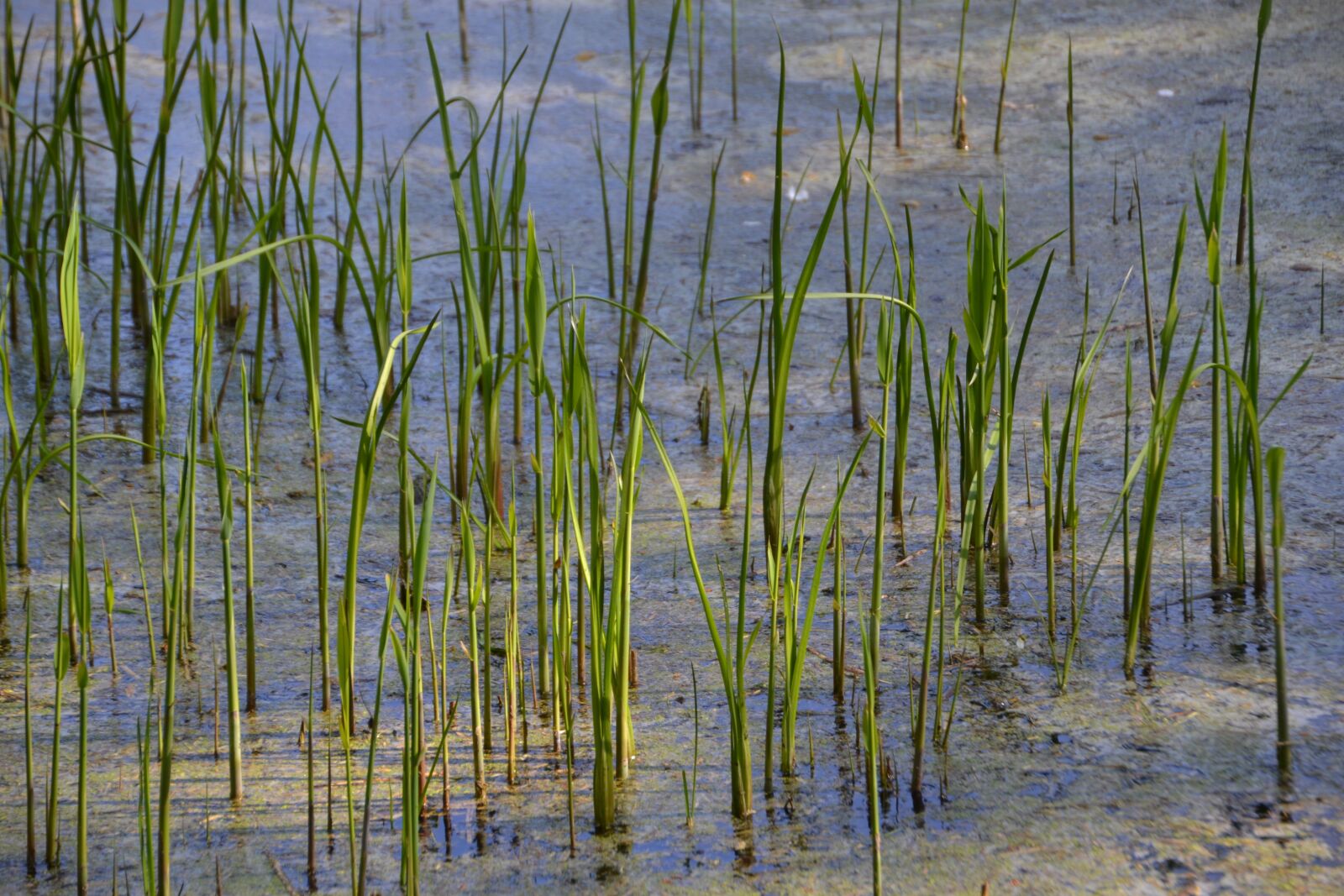 Nikon D3100 sample photo - lC6SKTkWQ8 - ExploreCams