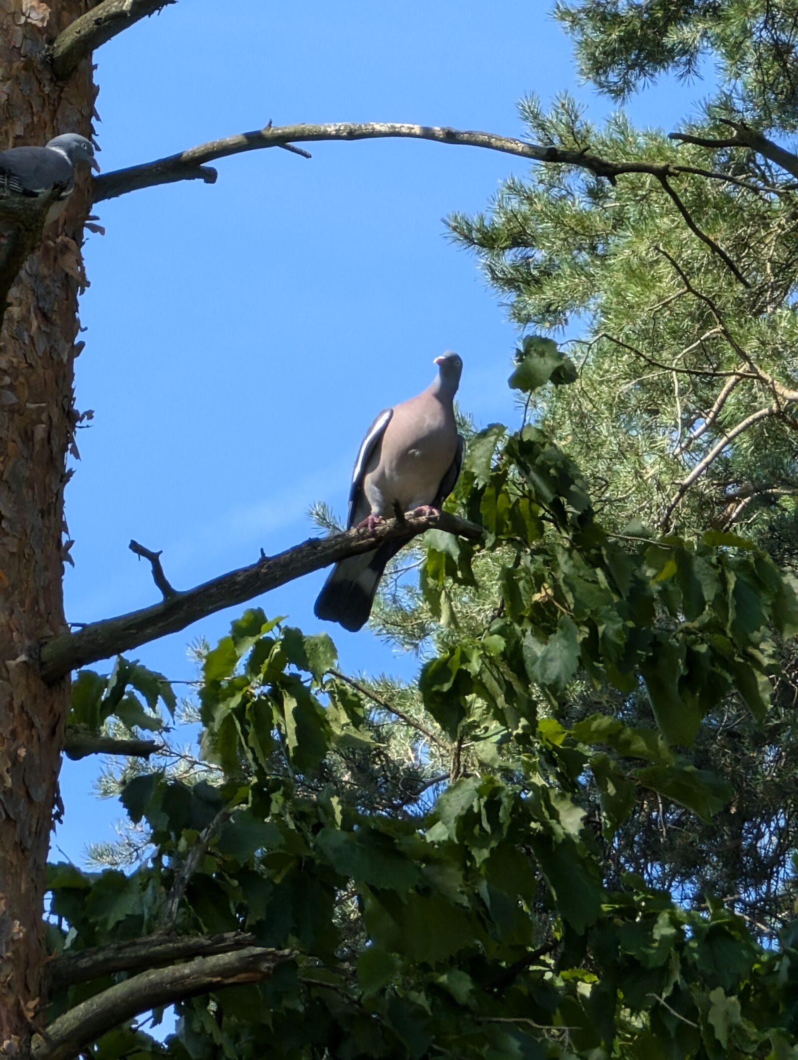 Google Pixel 8 Pro sample photo - lOVowkXxny - ExploreCams