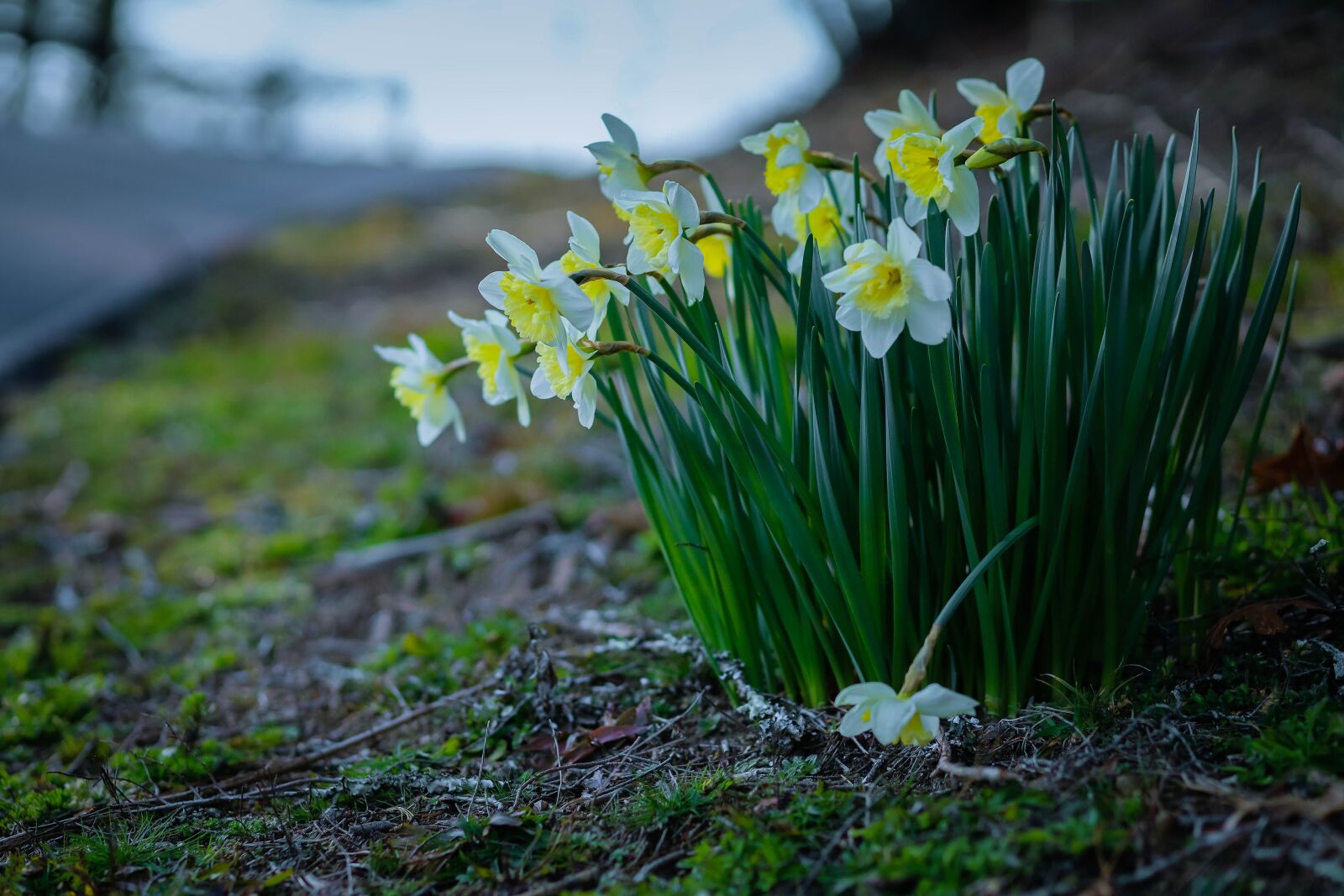 Canon EOS RP Sample Photo LcCcjDZXET ExploreCams Canon EOS RP Sample Photo LcCcjDZXET ExploreCams