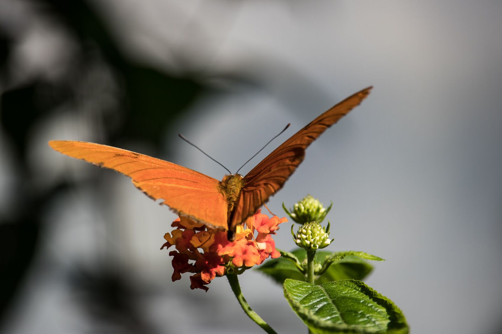 Canon EOS 80D sample photo - lvpNg855Cr - ExploreCams