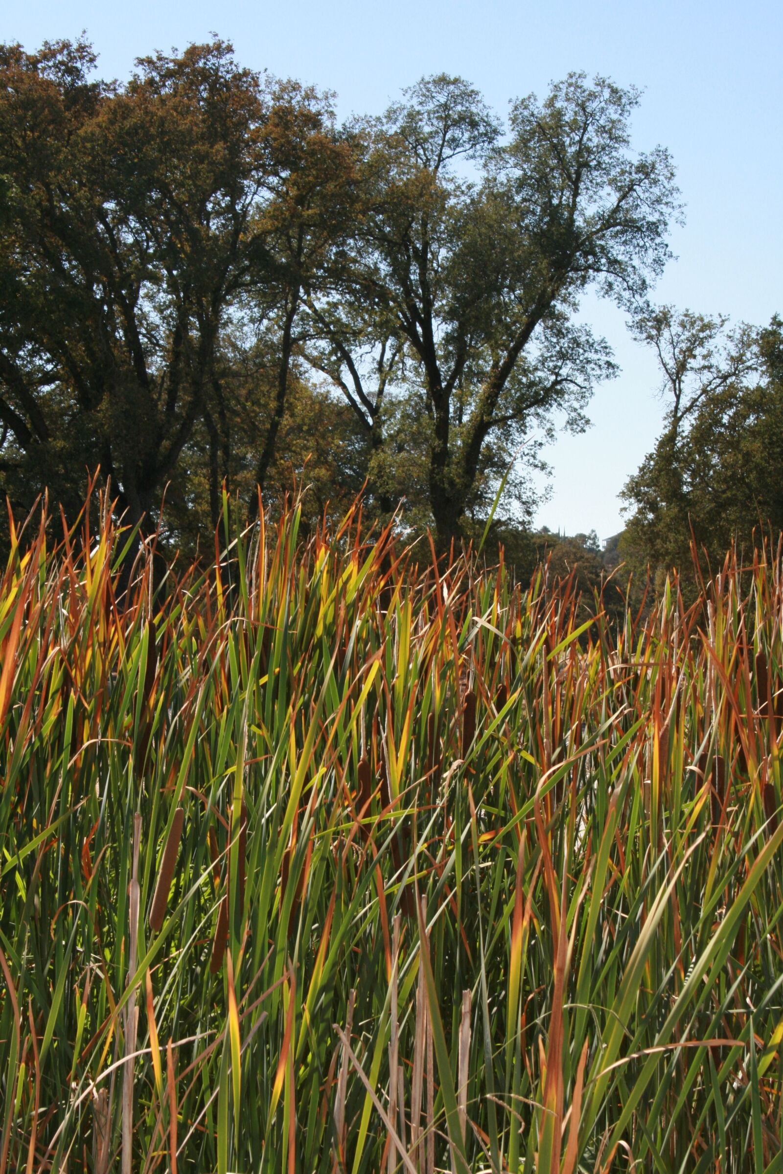 Canon EOS 400D (EOS Digital Rebel XTi / EOS Kiss Digital X) sample ...