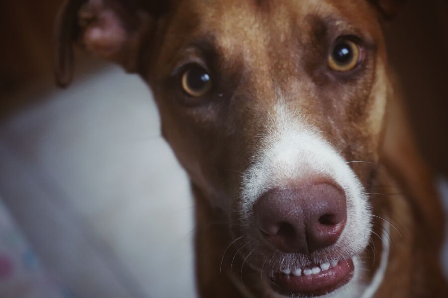 Canon EOS 200D (EOS Rebel SL2 / EOS Kiss X9) sample photo - mqs1R0TSFE ...