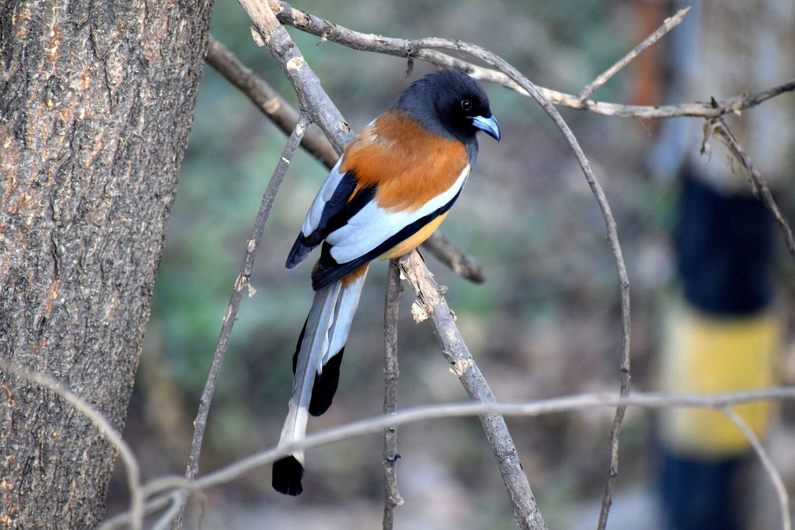 Nikon D3300 sample photo - msedcIV2M7 - ExploreCams