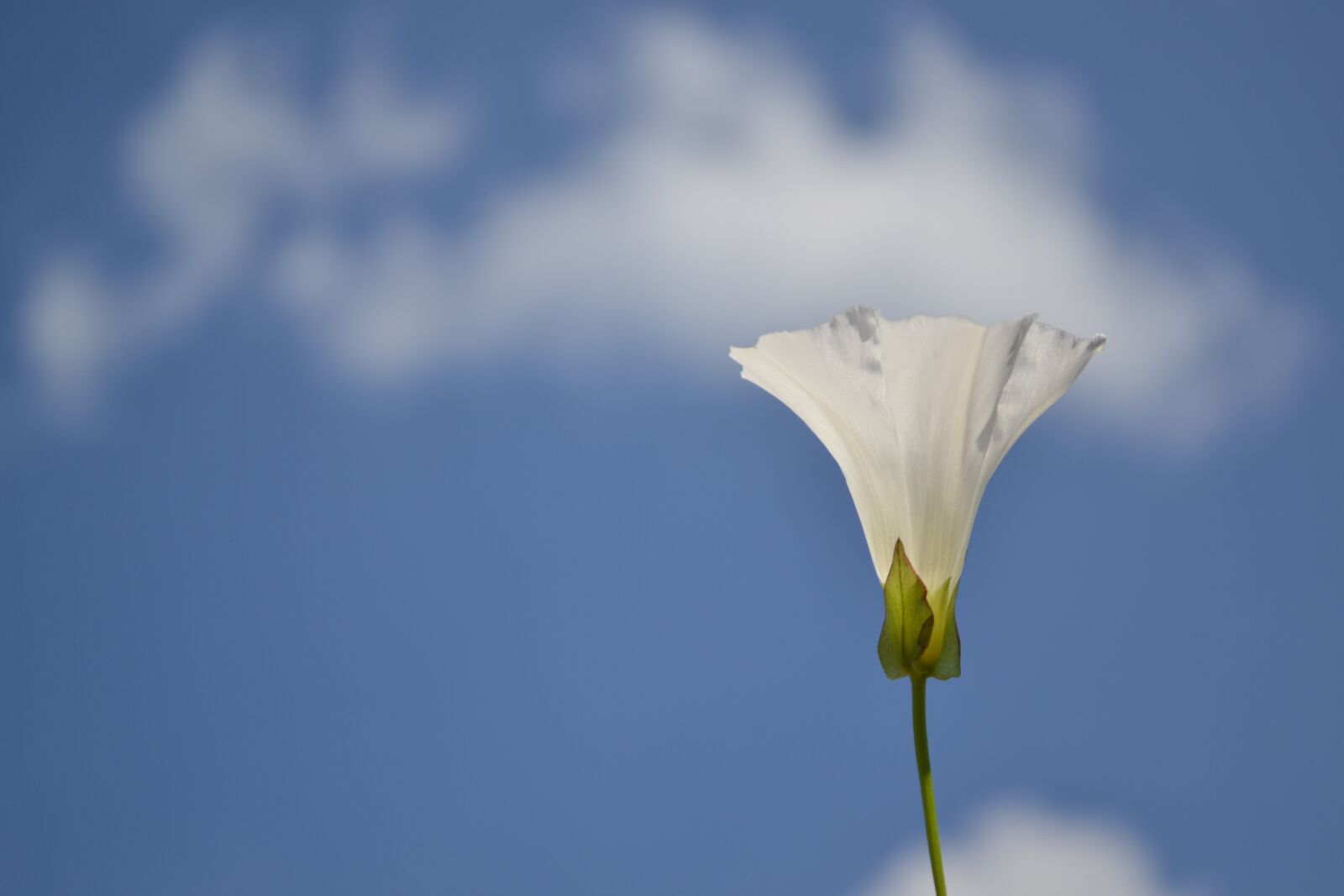 Nikon D3100 sample photo - pSpD7gloOS - ExploreCams