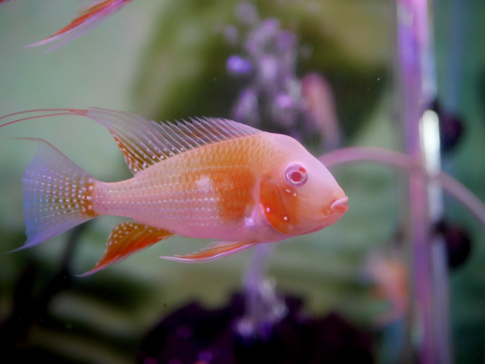 Panasonic Lumix DMC-G7 sample photo - q1qn8taTnX - ExploreCams