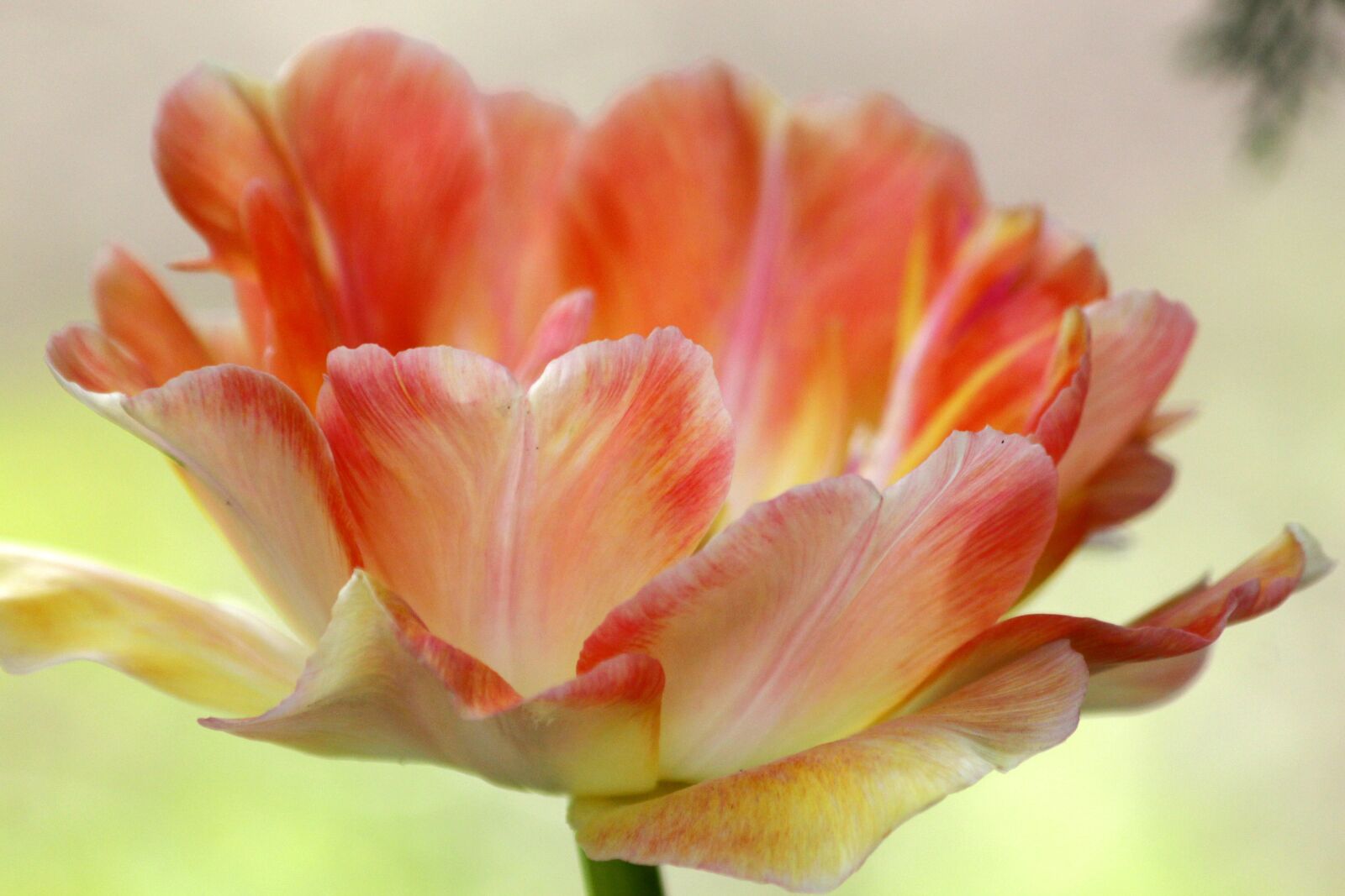 Canon EOS 650D (EOS Rebel T4i / EOS Kiss X6i) sample photo - qS5OENQPG2 ...