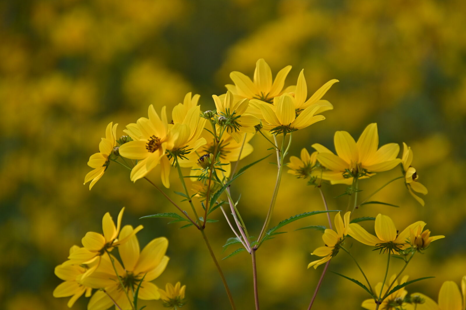 Nikon D780 sample photo - qtD3cFZHra - ExploreCams