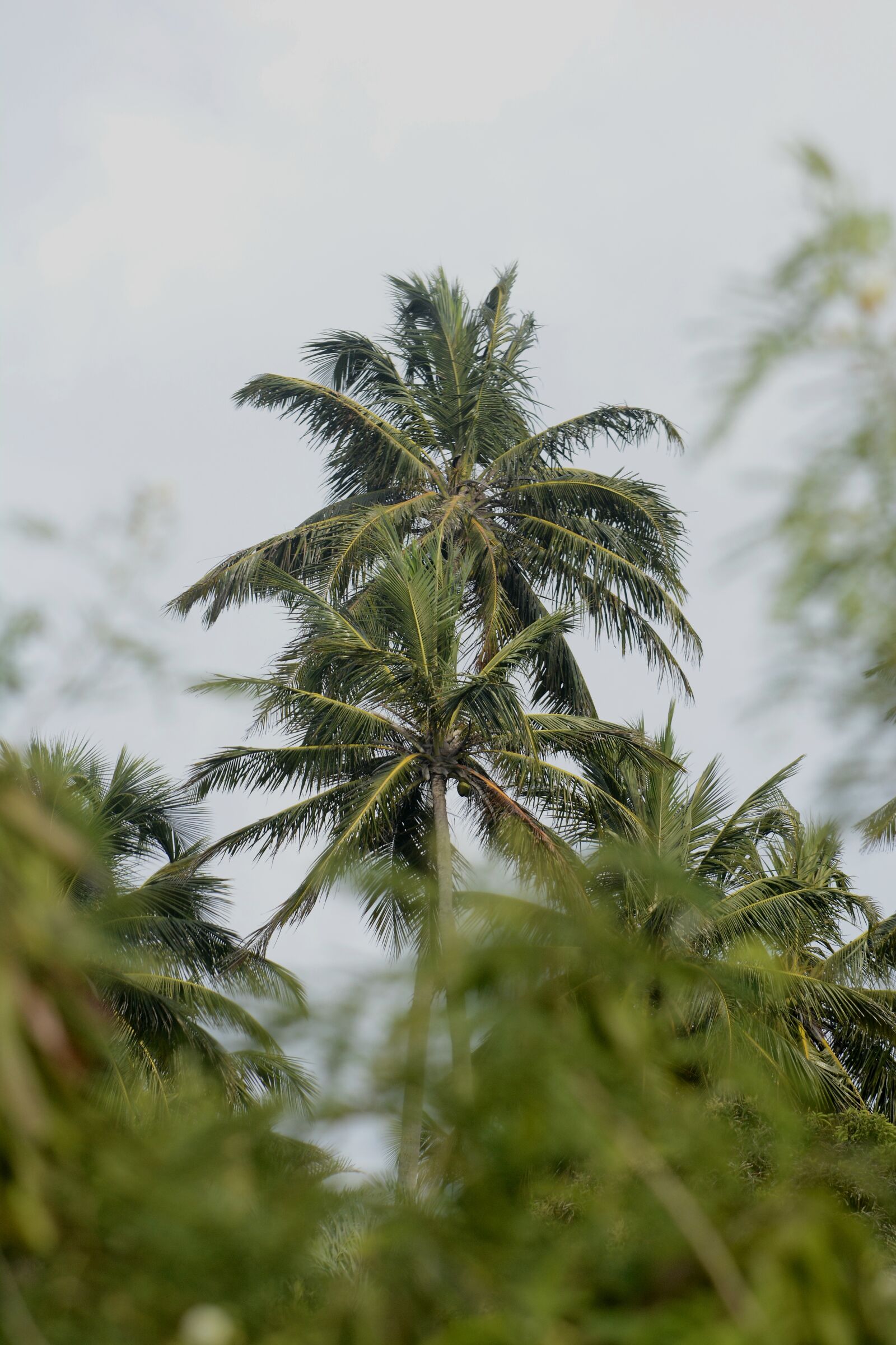 Nikon D5200 sample photo - rF0UBoA55P - ExploreCams