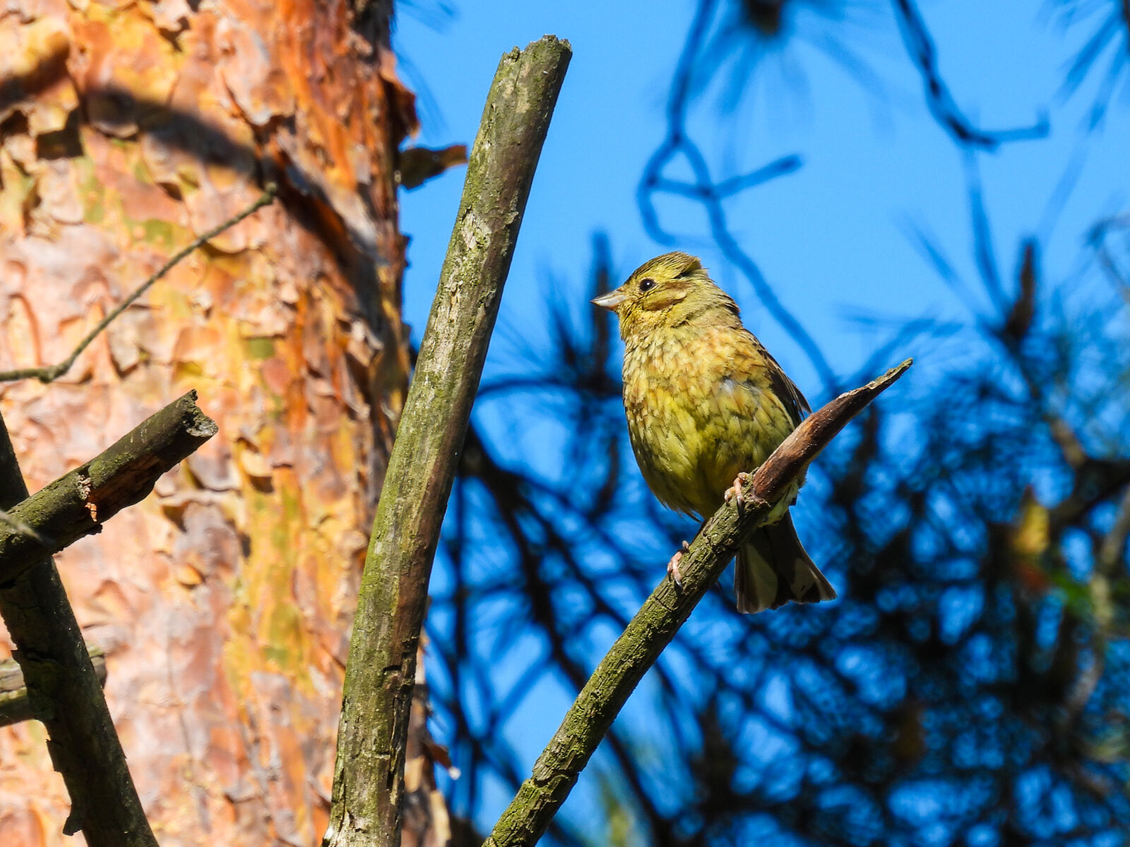 Nikon Coolpix P950 sample photo - ryeqXYz2Wj - ExploreCams