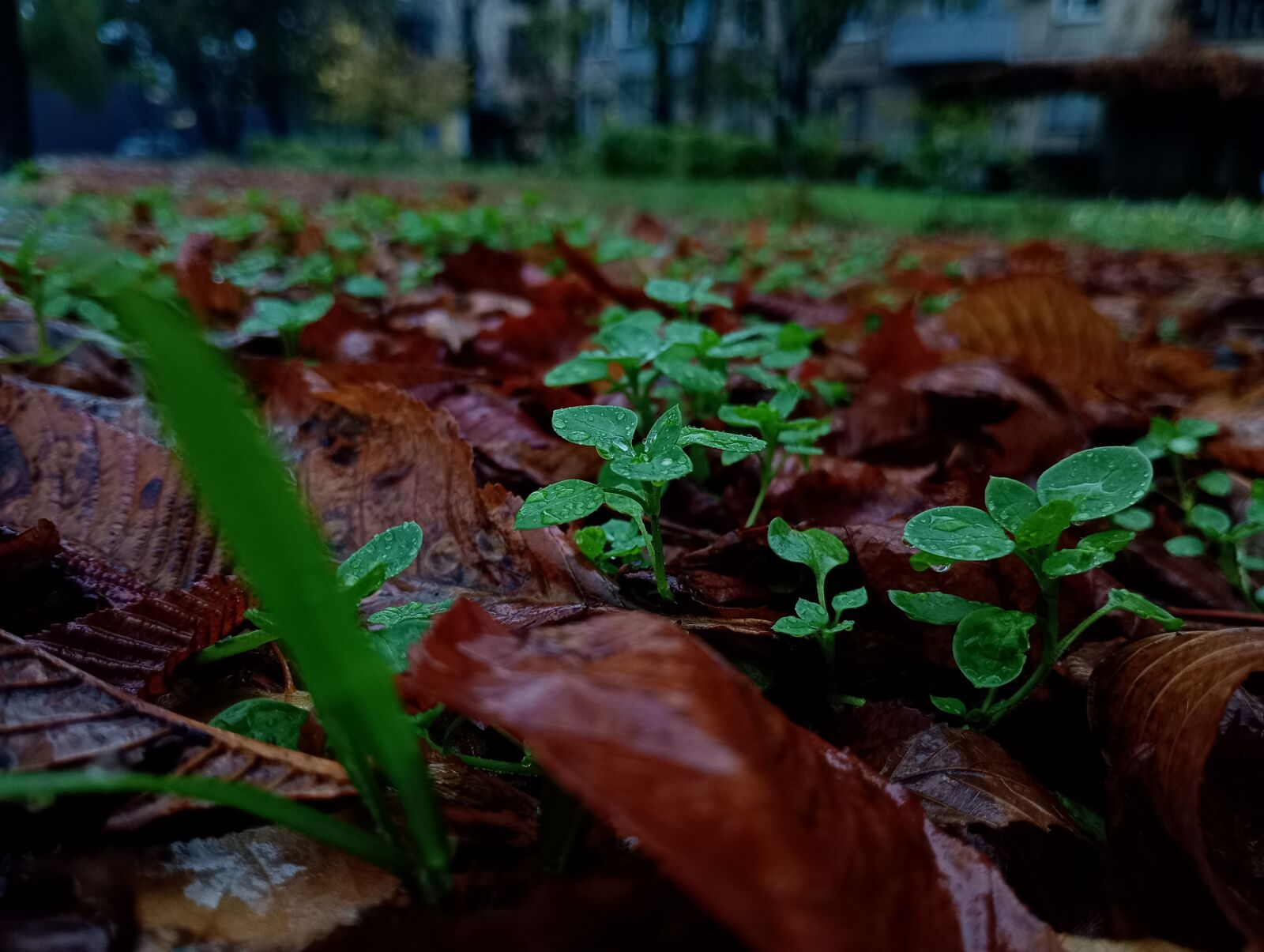 Motorola moto g15 sample photo - tBWXZb6LcW - ExploreCams