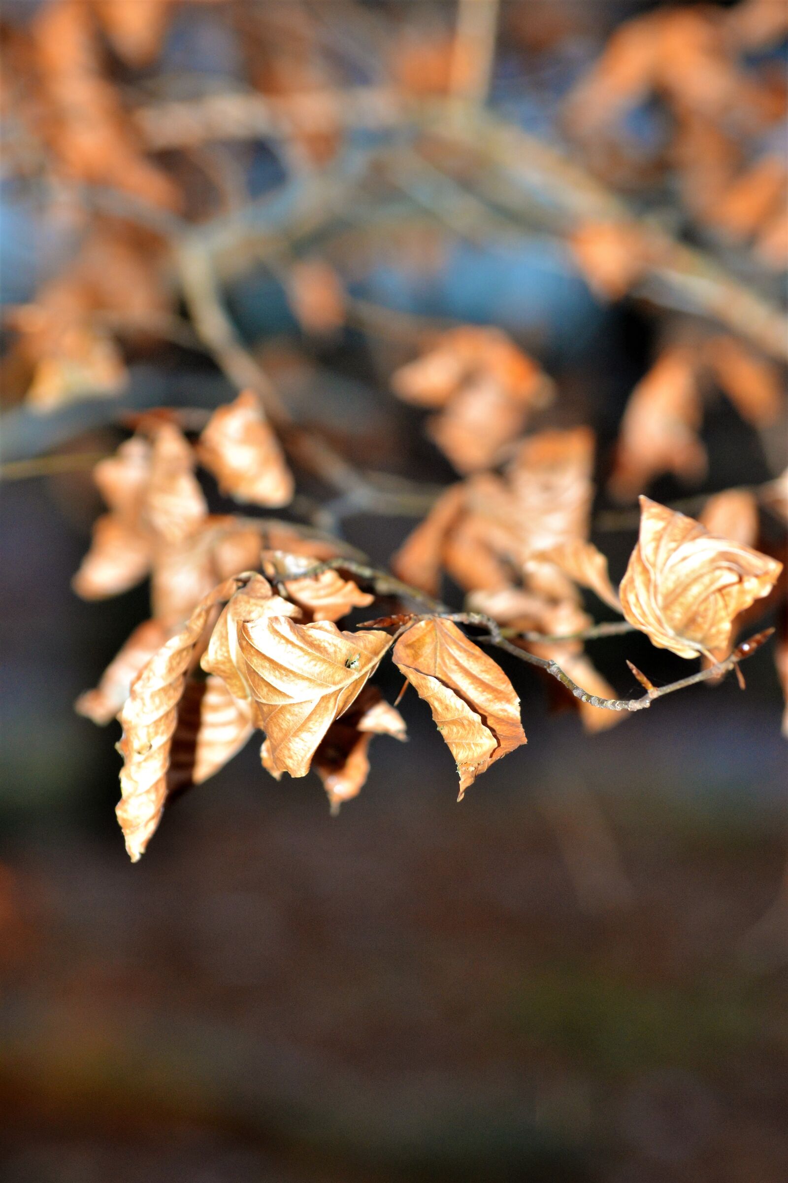 Nikon D3100 sample photo - tCfmAMmDLX - ExploreCams