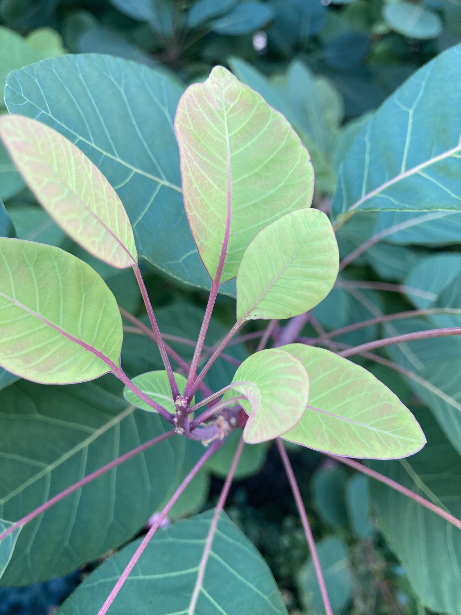 iPhone SE (2nd generation) back camera 3.99mm f/1.8 sample photo ...