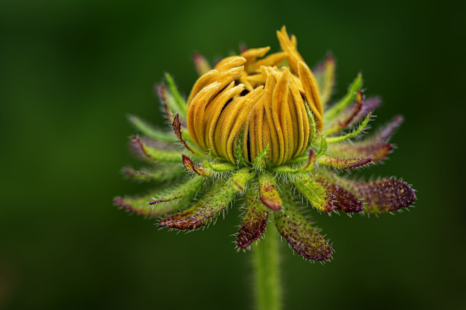 Canon EOS 80D sample photo - wrELbg2mpO - ExploreCams