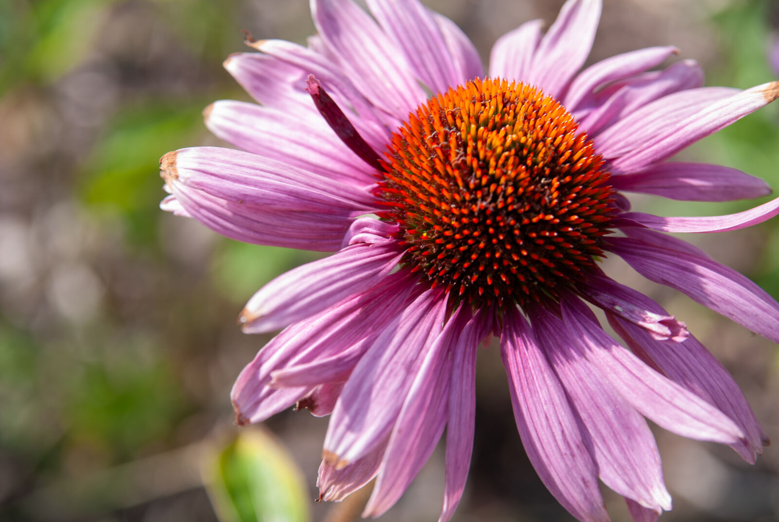 Nikon D80 sample photo - xzjjpOBW3j - ExploreCams