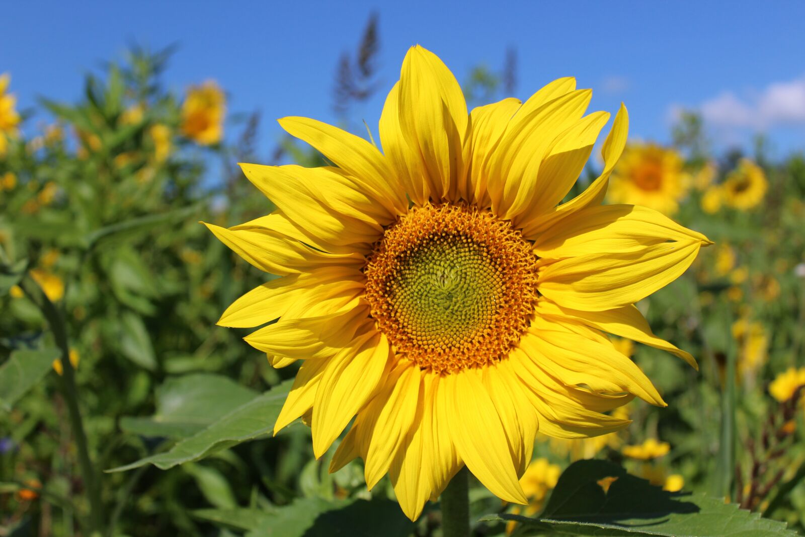 Canon EOS 1200D (EOS Rebel T5 / EOS Kiss X70 / EOS Hi) sample photo ...