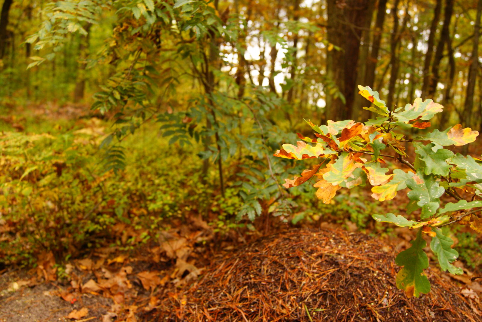Sony Alpha DSLR A200 Sample Photo YGc8PXsswm ExploreCams Sony Alpha DSLR A200 Sample Photo YGc8PXsswm ExploreCams
